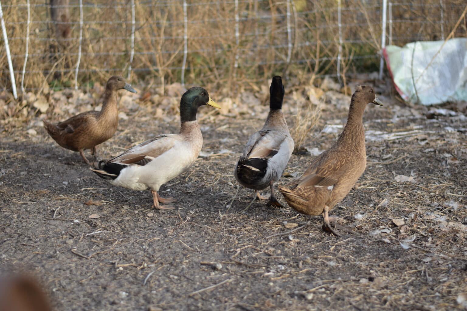 How to Raise Ducks in Your Backyard (Beginner’s Guide) - Boots & Hooves ...
