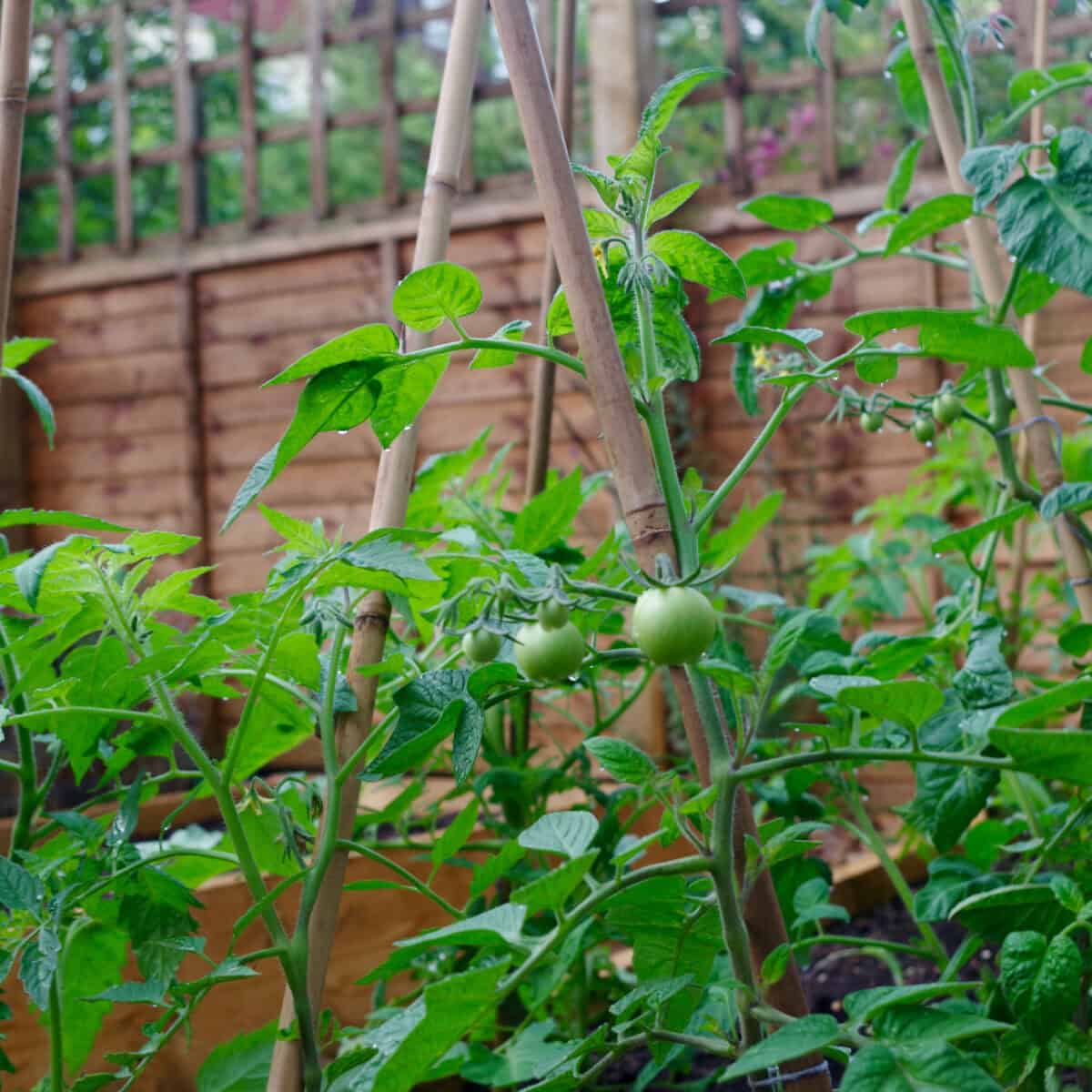 Tomato Support & Trellising Methods—Which is Best? - Boots & Hooves ...