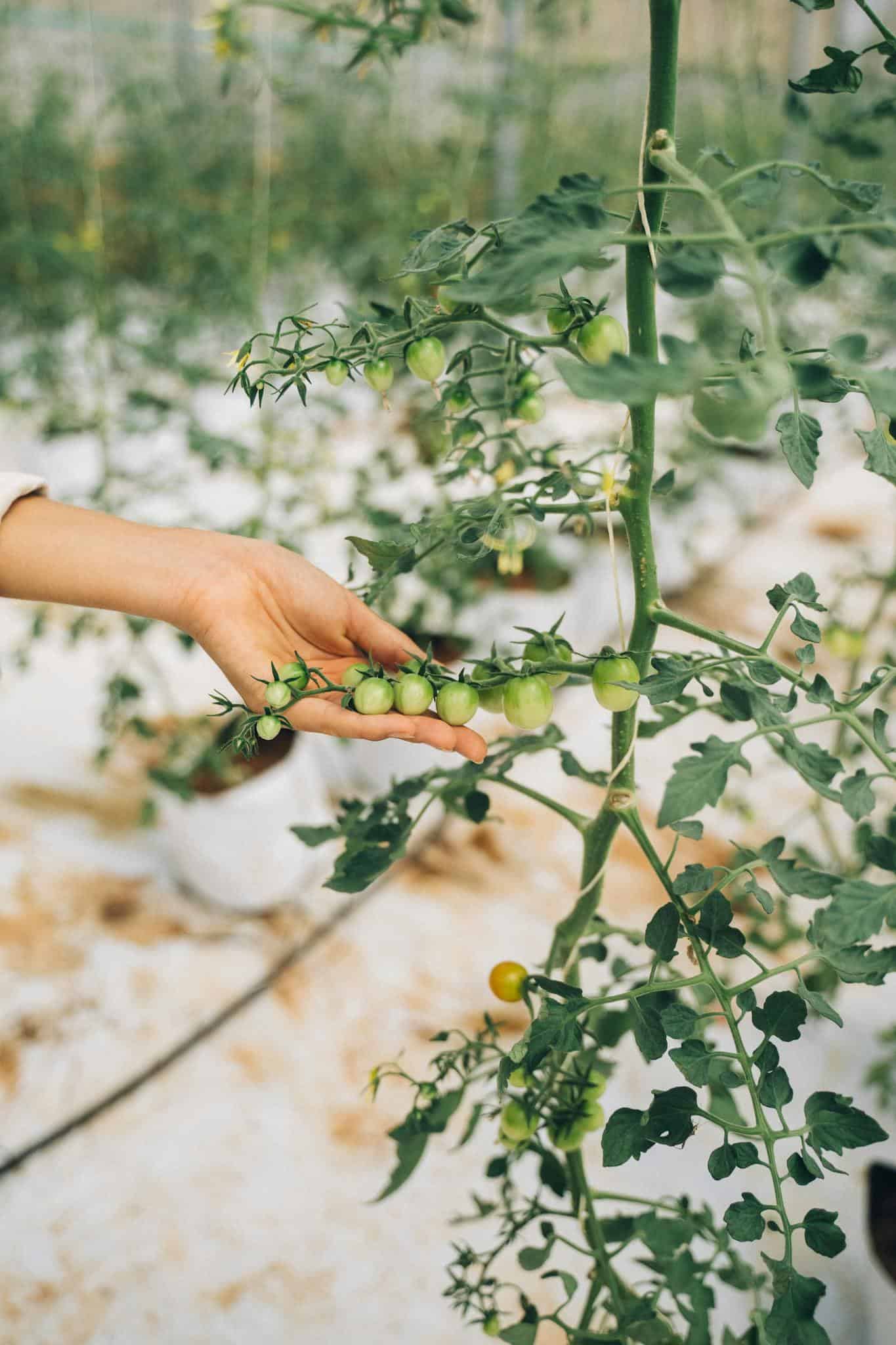 Tomato Support & Trellising Methods—Which is Best? - Boots & Hooves ...